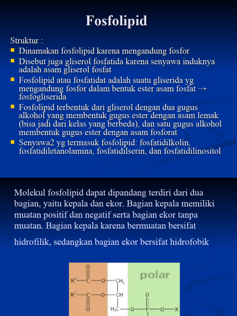 Fosfolipid DKK Slide Mode | PDF