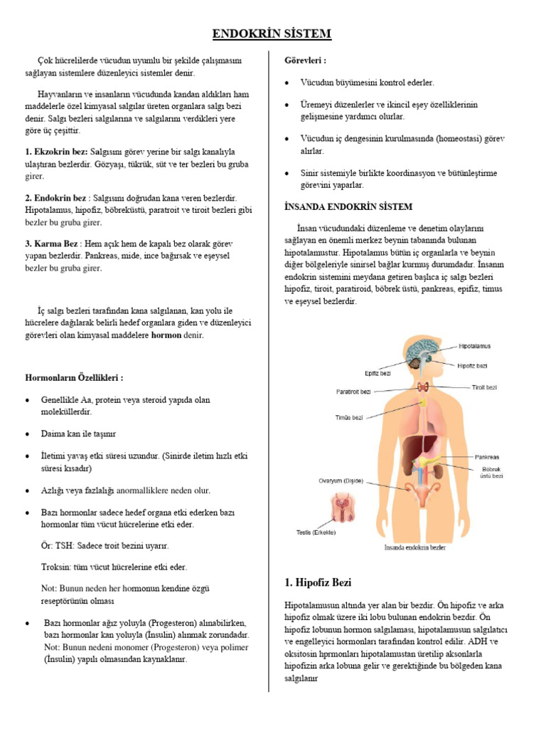 Endokrin Sistem Konu | PDF