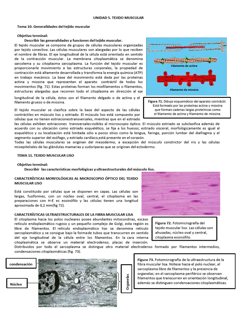 Unidad 5. Comprimido | PDF | Músculo esquelético | Unión neuromuscular