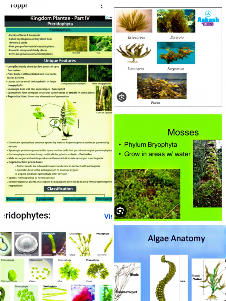 Plant Classification | PDF | Spore | Biology