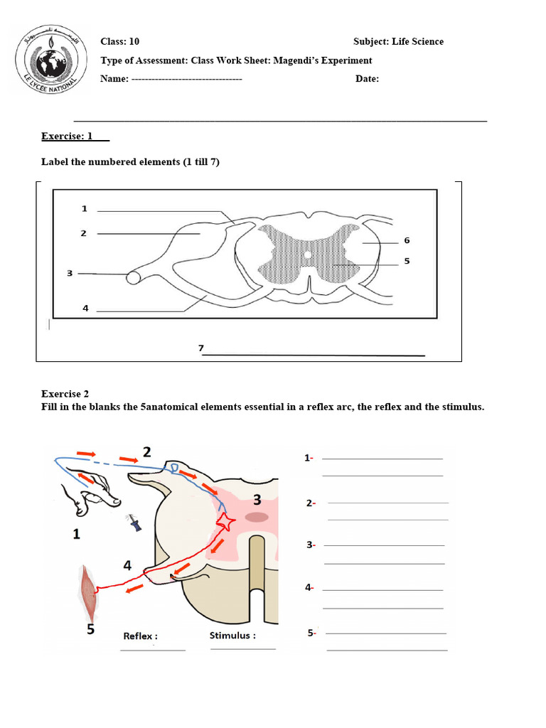 Magendi's Experiment: Reflex Arc Worksheet | PDF | Neuroanatomy ...