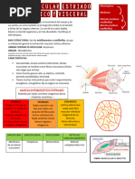 Estructura y función de los miocitos | PDF | Músculo | Biología Celular