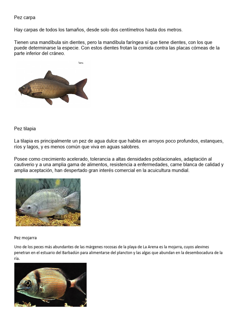 Tipos de Peces | PDF | Pescado | Acuario