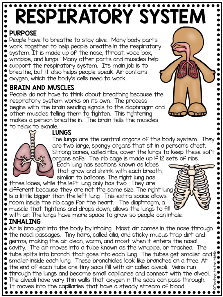 Respiratory System Student Version Color | PDF