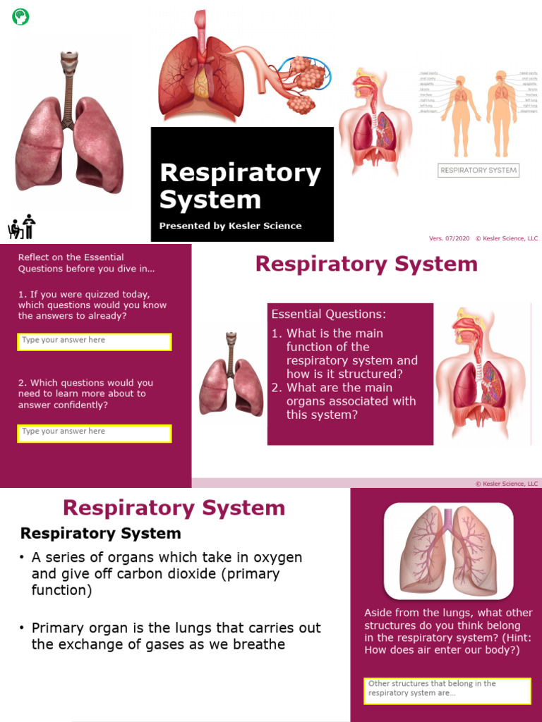 3 Explanation - Respiratory System Presentation - Interactive W ...