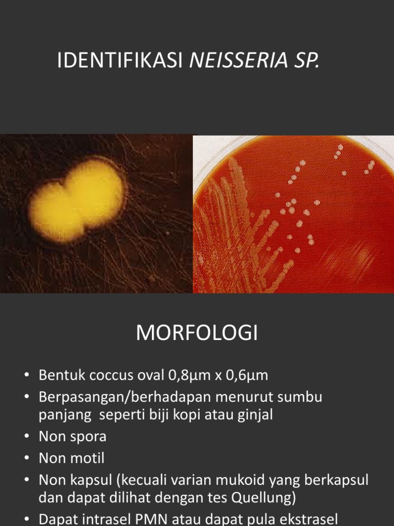 Identifikasi Neisseria SP | PDF
