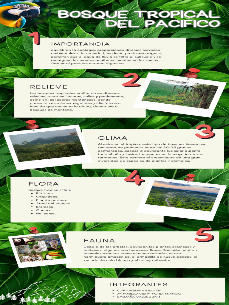 Importancia y biodiversidad del bosque tropical | PDF | Hogar ...