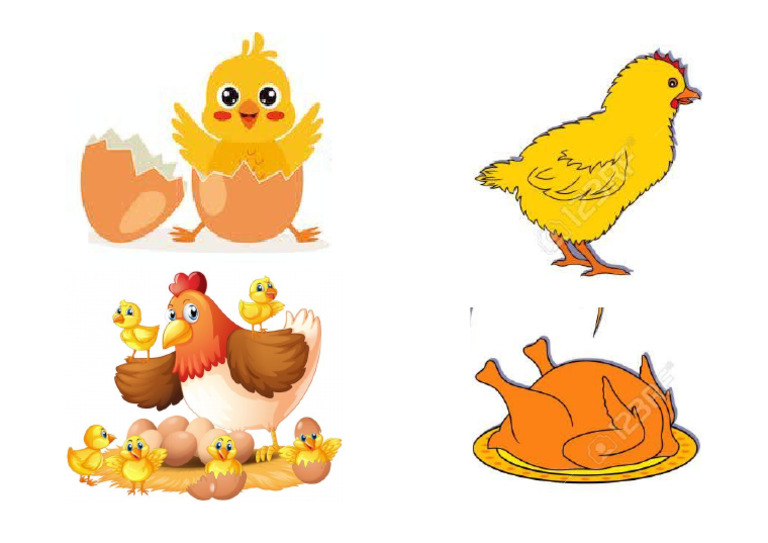 Ciclo Pollito | PDF