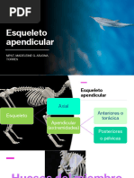 Anatomía Del Hueso Del Húmero Del Perro AnatomyLearner - El Lugar para ...