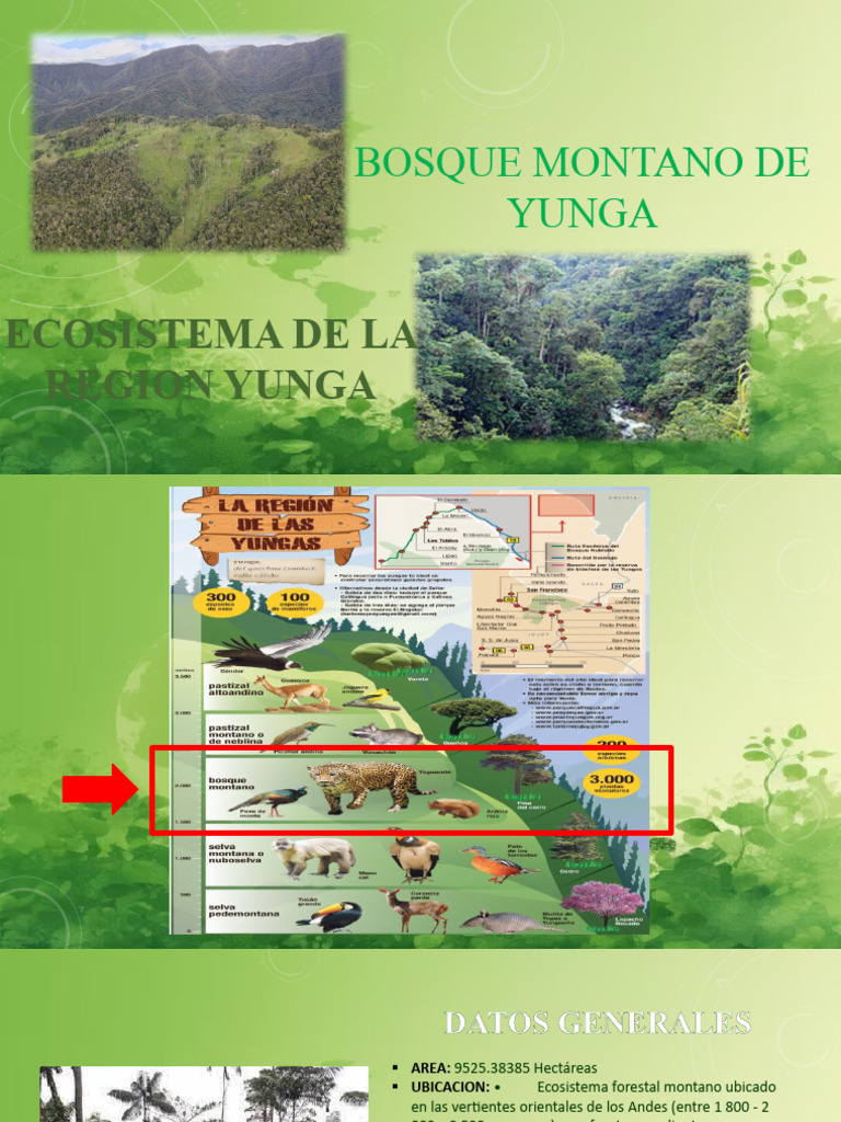 Ecosistema Bosque Montano de Yunga | PDF