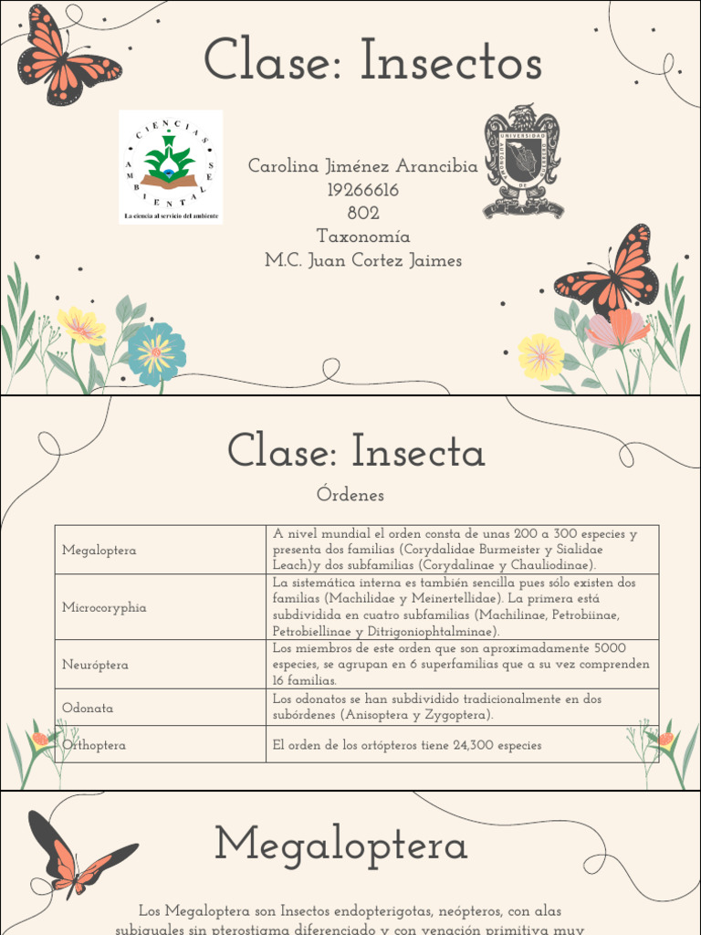 clase insectos | PDF | Insectos | Hexapoda