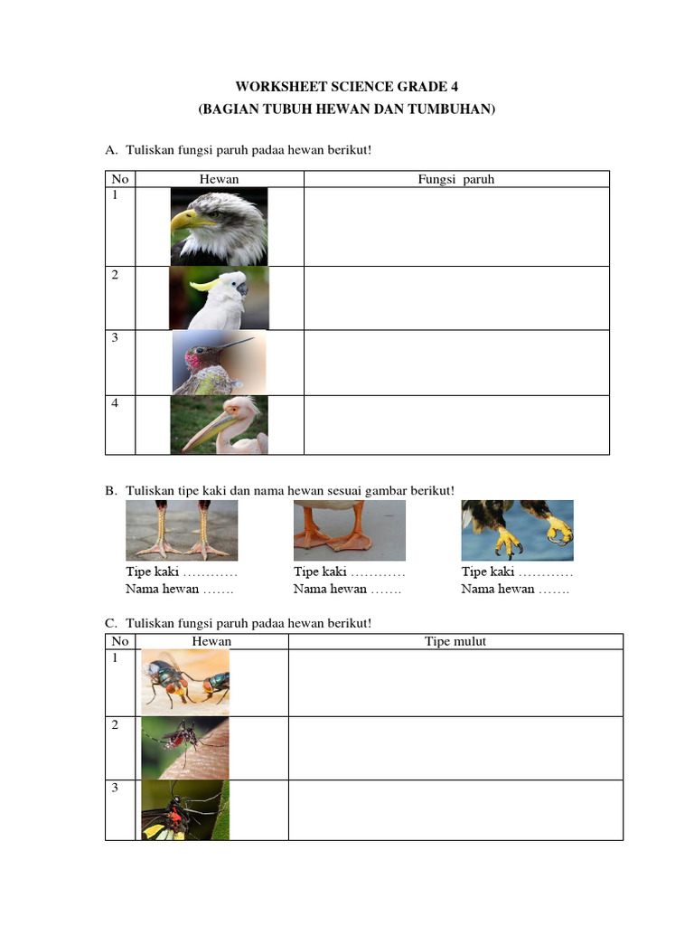 Worksheet Science Grade 4 | PDF