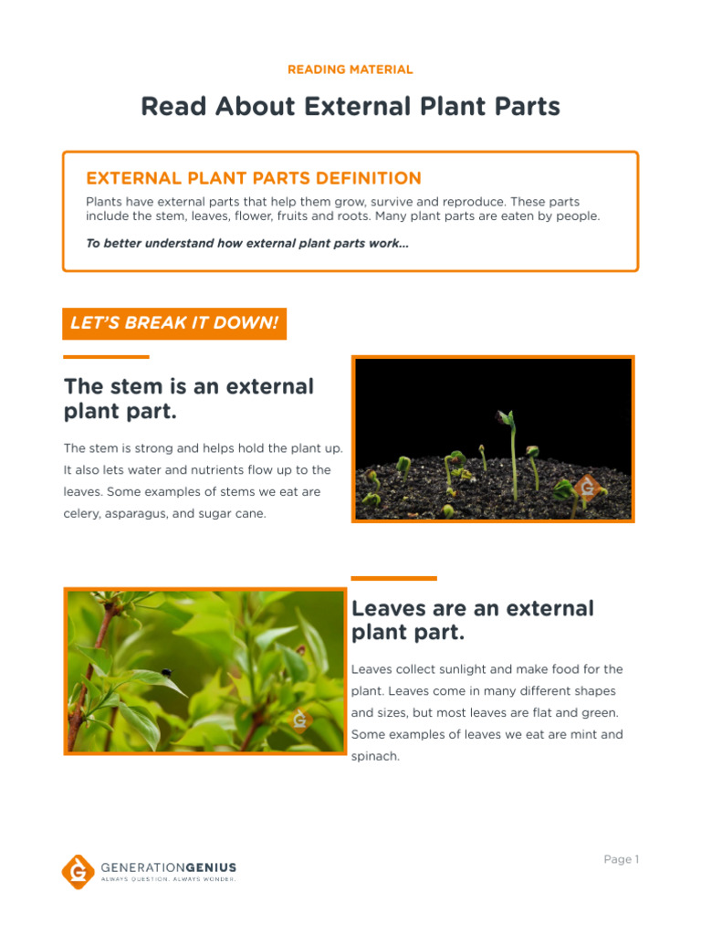 External Plant Parts Reading Material Grades K 2 | PDF | Plants | Flowers