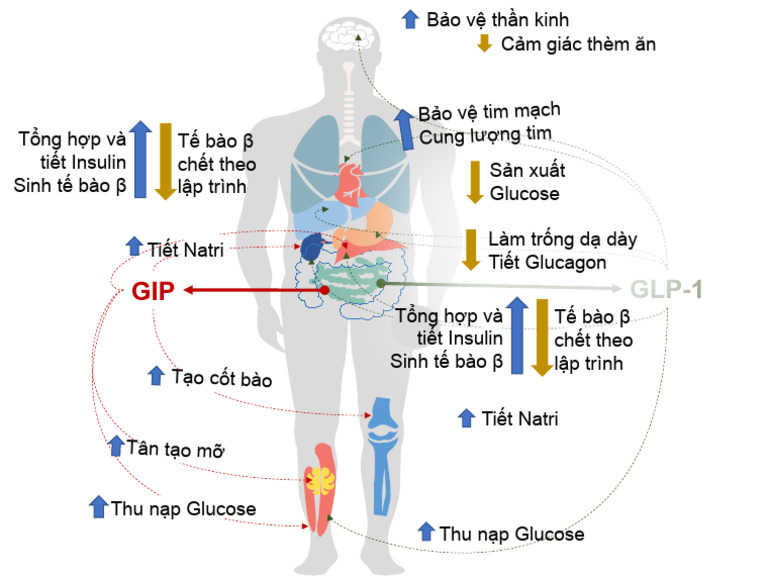 GLP-1 and GIP | PDF