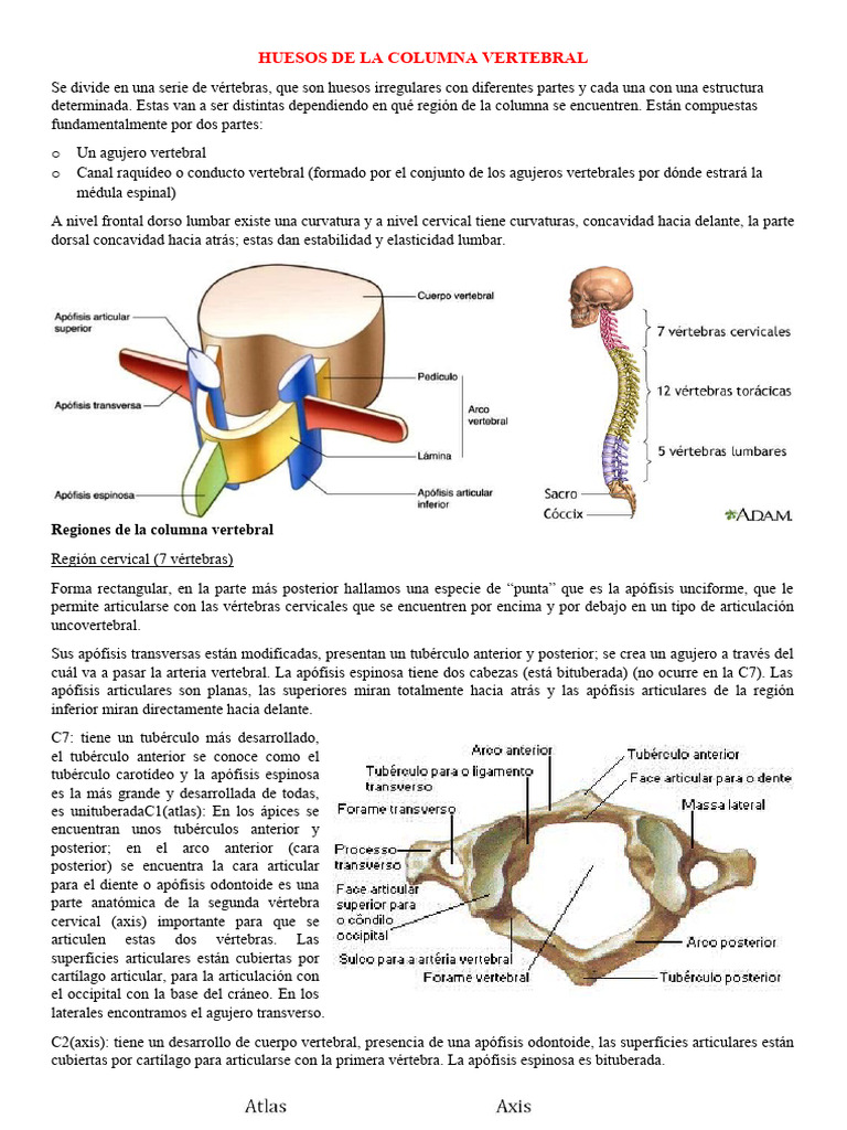 HUESOS DE LA COLUMNA VERTEBRAL | PDF | Mano | Vértebra