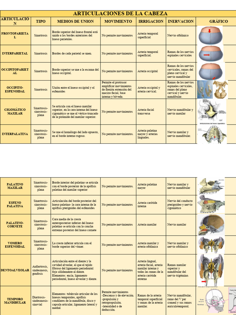 Articulaciones de La Cabeza, Cuello Columna, Vertebral y Torax | PDF