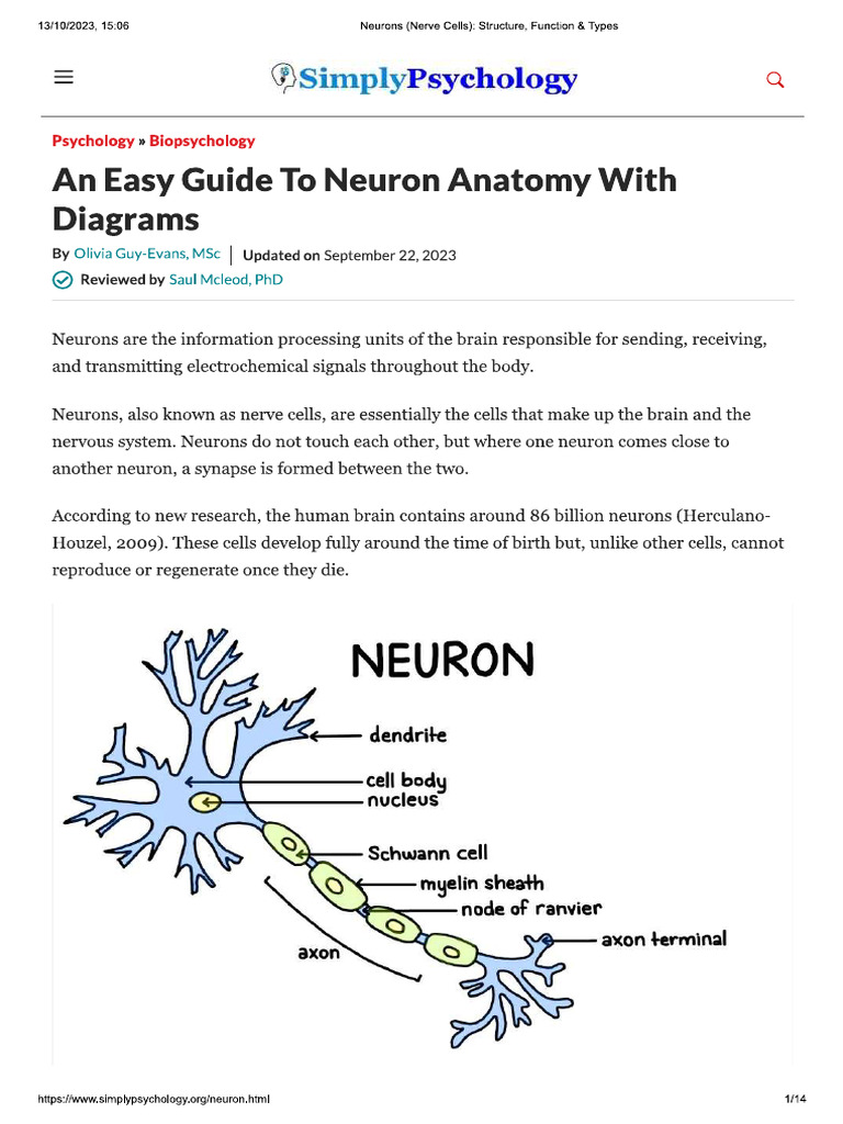 Neurons | PDF