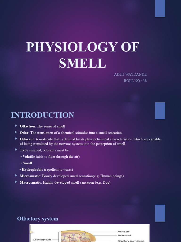 Physiology of Smell | PDF