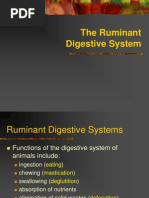 Ruminant and Pseudo-Ruminant Digestive System | PDF | Home & Garden ...