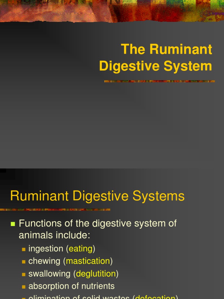 Ruminant Digestive System Overview | PDF | Ruminant | Human Digestive ...