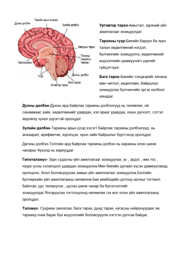 Тархины бүтэц Pdf