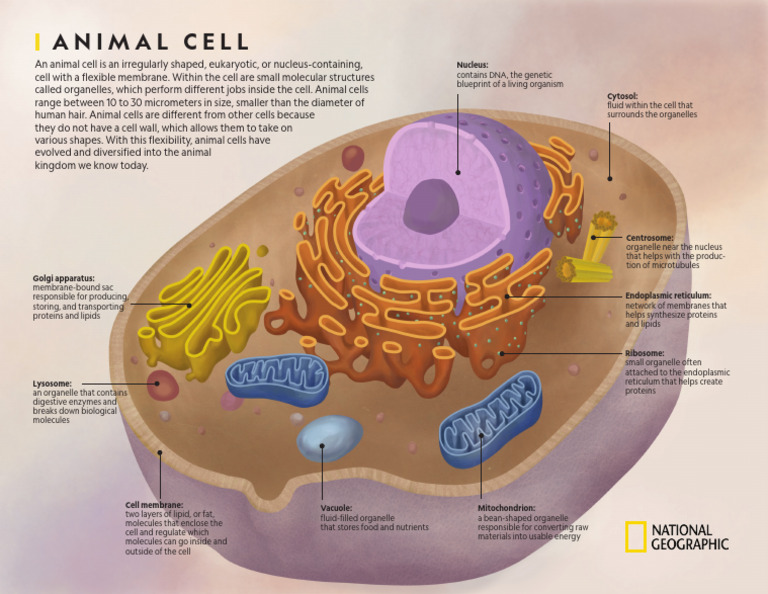 Animal Cell | PDF | Cell (Biology) | Organelle