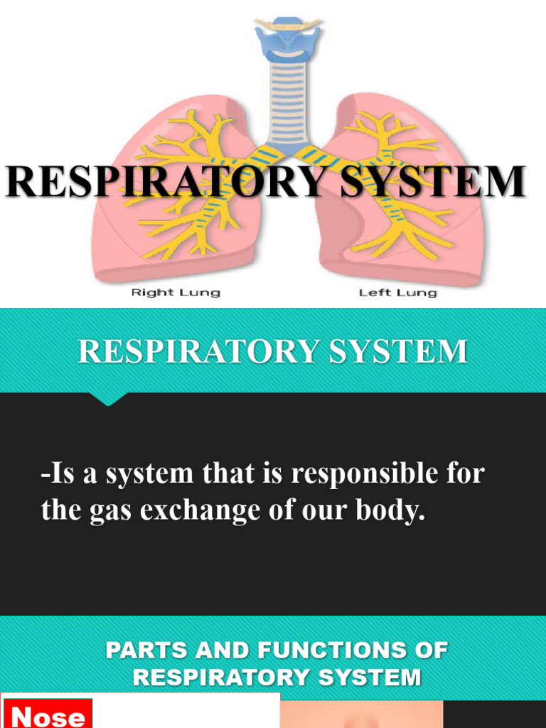 Respiratory System | PDF | Science & Mathematics
