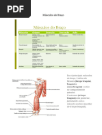 Músculo abdutor longo do polegar_ Origem, inserção _ Kenhub | PDF ...