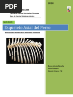 Anatomía Del Hueso Del Húmero Del Perro AnatomyLearner - El Lugar para ...