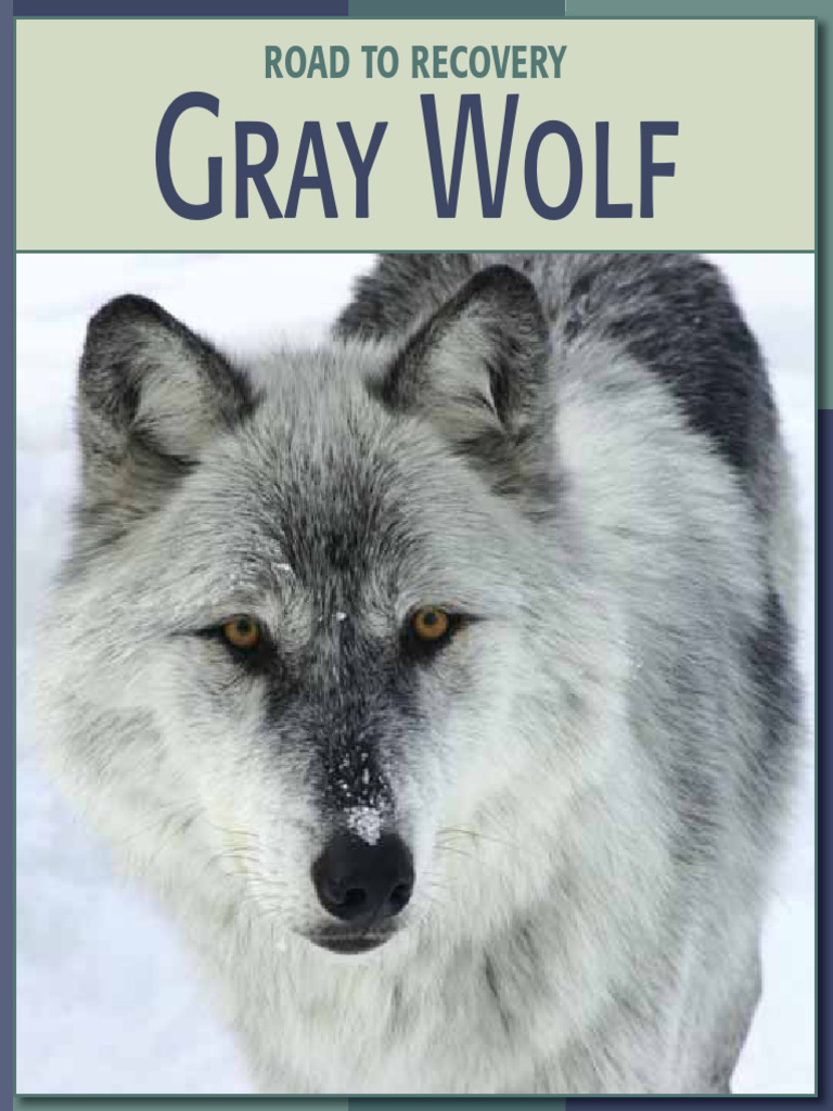 Gray Wolf PDF | PDF