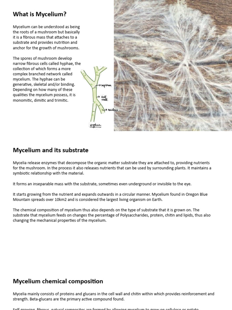 Mycelium PPT 1 | PDF | Mycology | Organisms