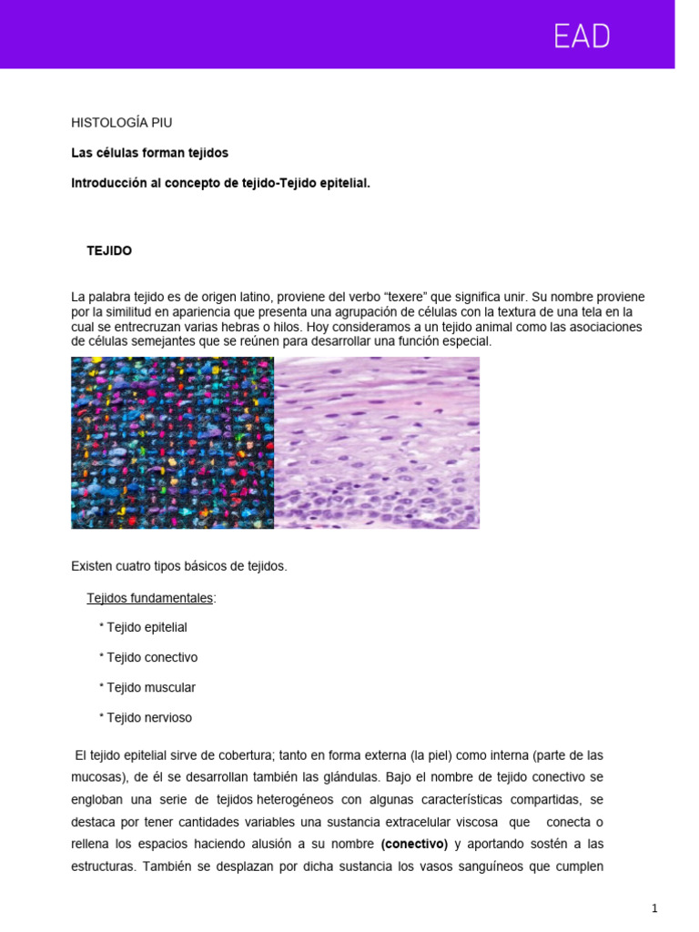 Apunte | PDF | Epitelio | Zoología Apunte | PDF | Epitelio | Zoología