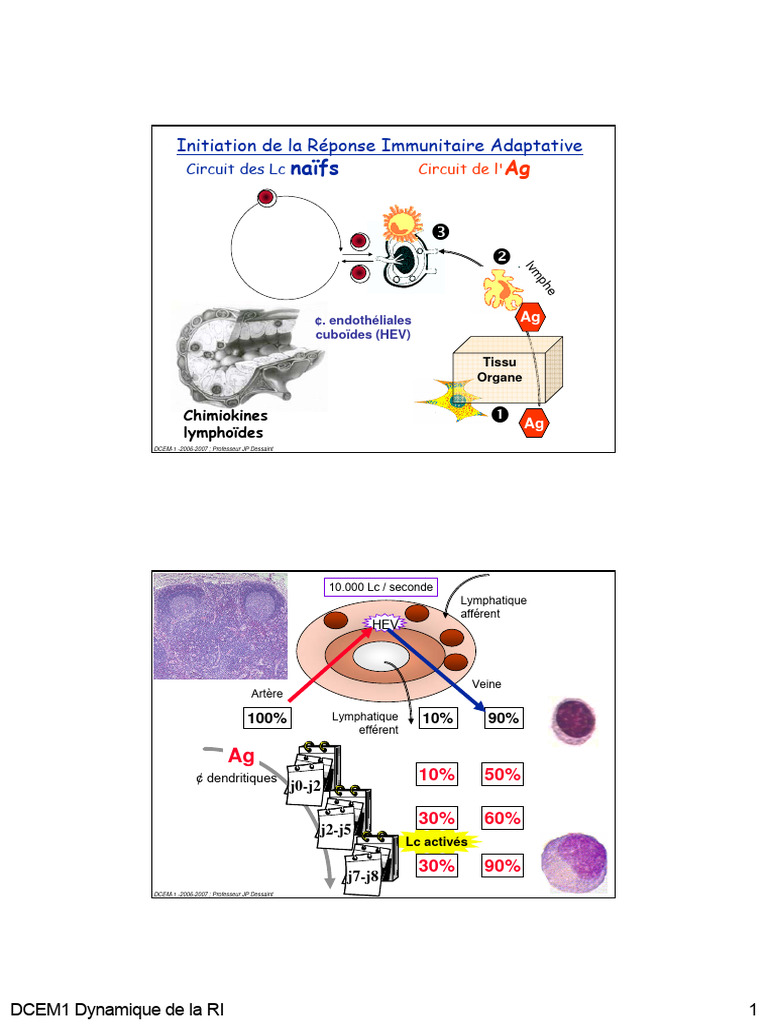 Initiation de La Réponse Immunitaire Adaptative | PDF