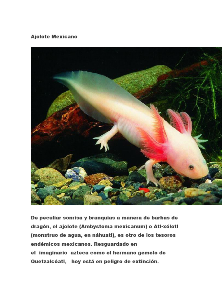 Ajolote Mexicano | PDF