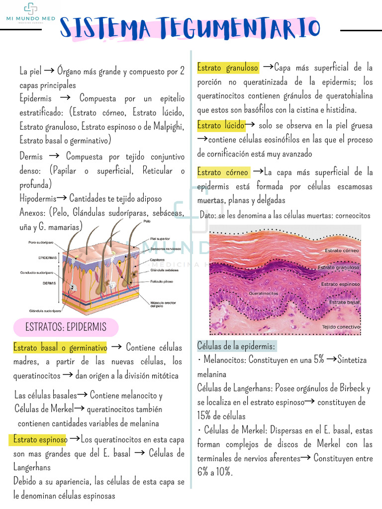 SISTEMA TEGUMENTARIO - HISTOLOGÍA | PDF