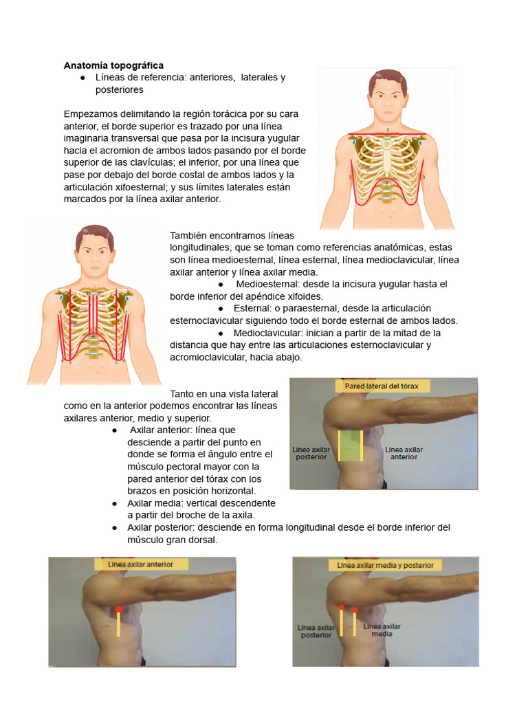 Tórax Pulmones | PDF