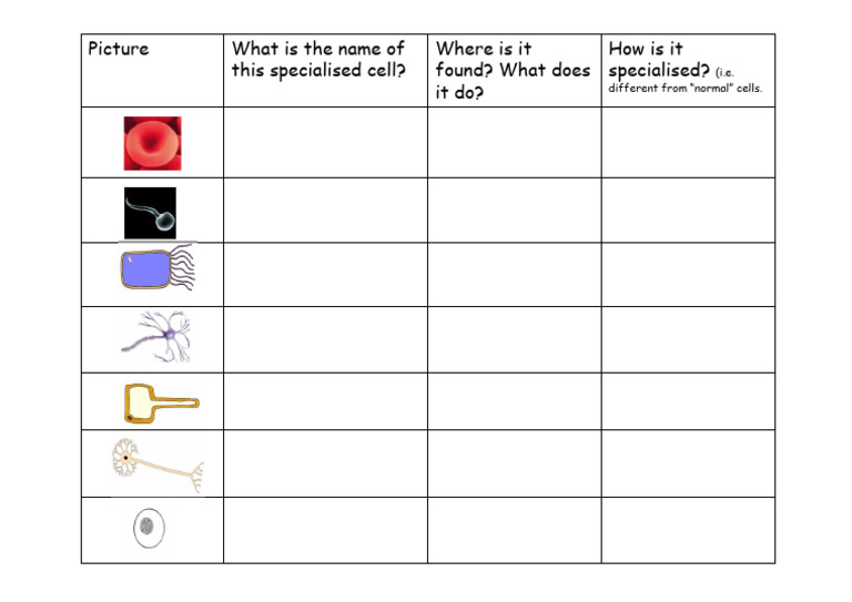 Specialised Cells - Blank Table For Information Sheets | PDF