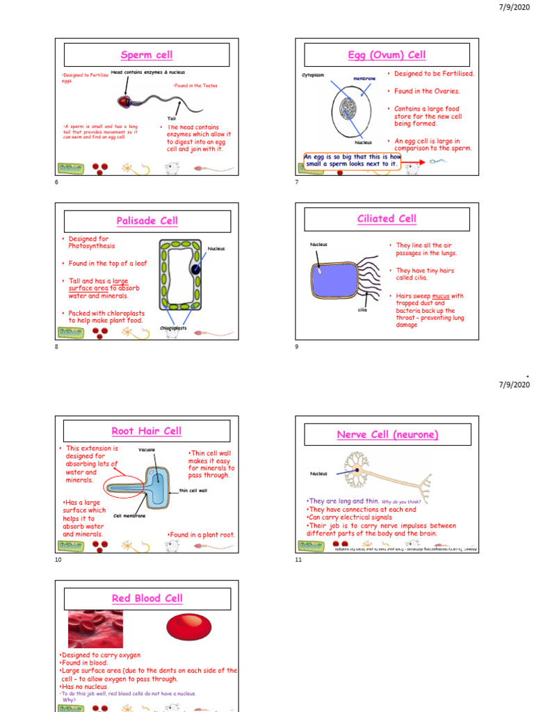 Specialised Cells - Information Sheets | PDF | Cell (Biology) | Chloroplast
