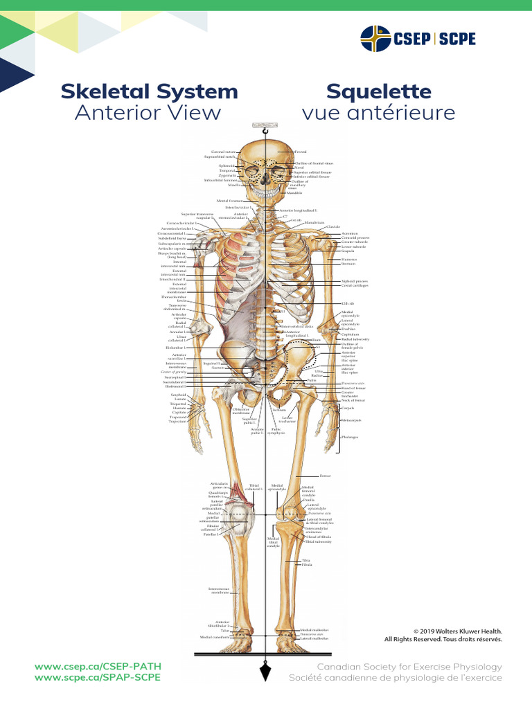 Poster01 Skeletal-System-Anterior Ledger11x17 | PDF | Skeletal System ...