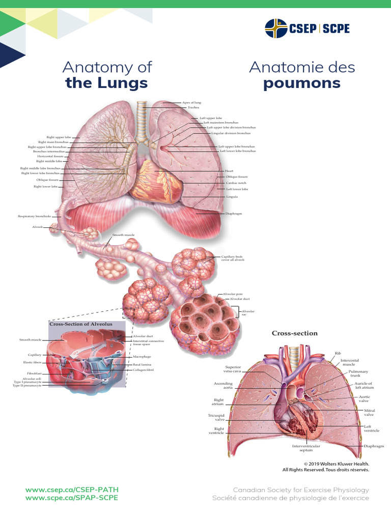 Poster07_Anatomy-Lungs_Ledger11x17 | PDF | Lung | Heart Valve