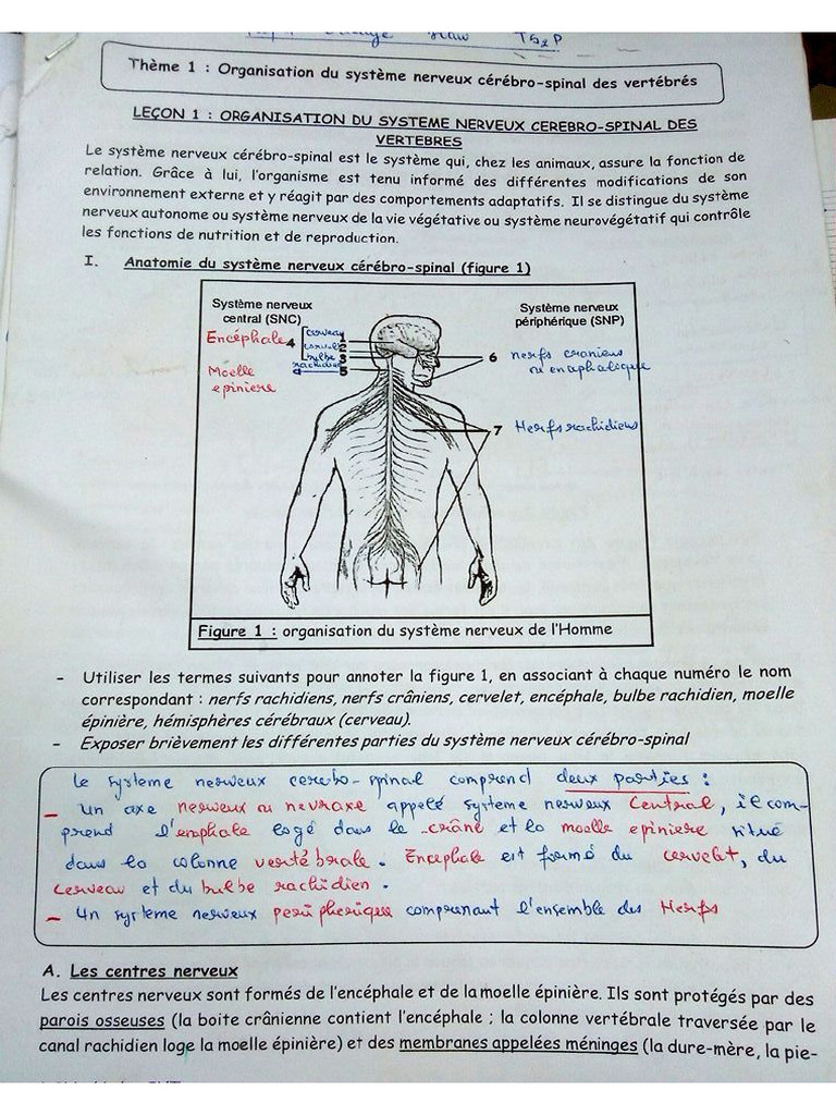 Fascicule SVT TS2 (LSLL) | PDF