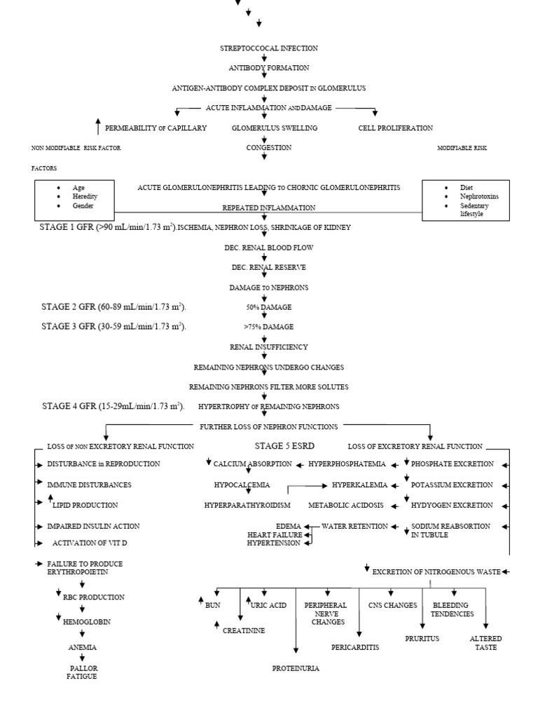 Stages and Effects of Glomerulonephritis | PDF | Kidney | Chronic ...