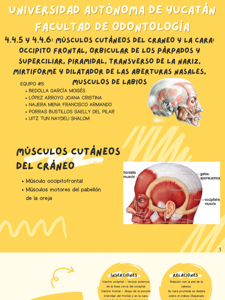 Músculos Cutáneos de La Cabeza | PDF