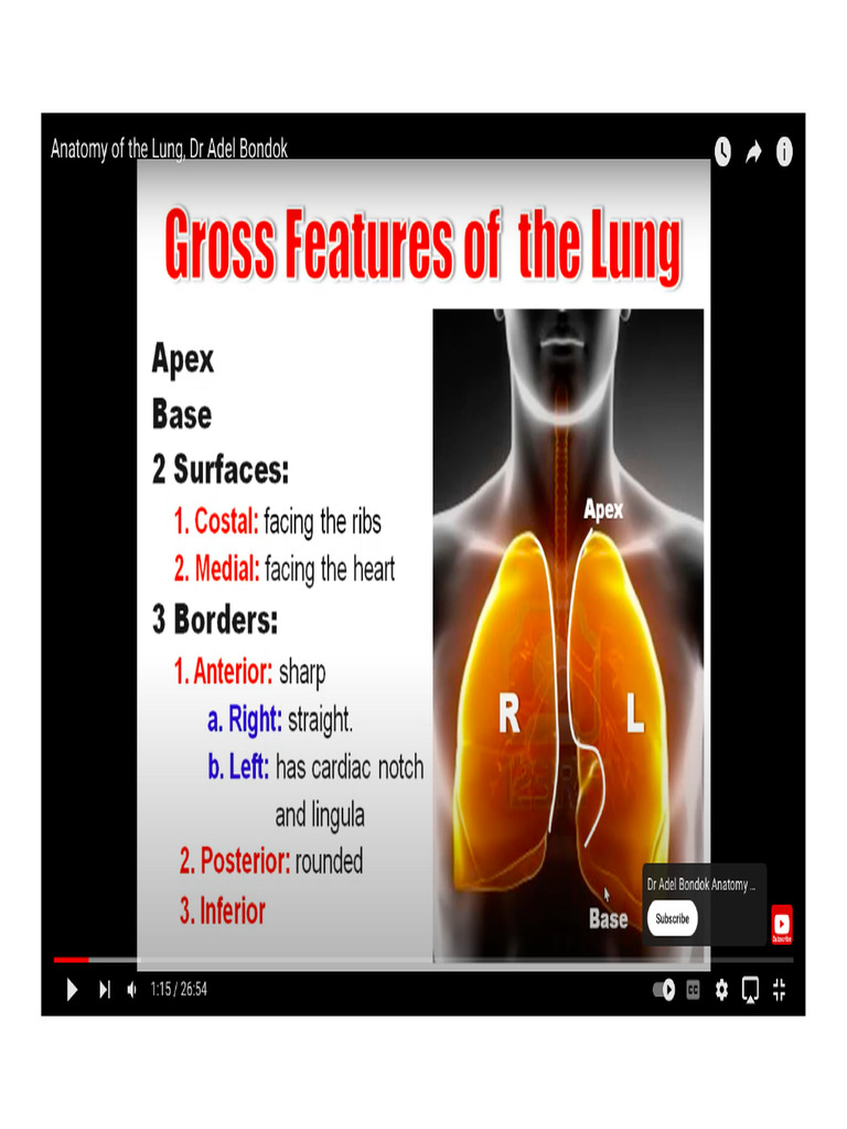 Lungs Anatomy | PDF