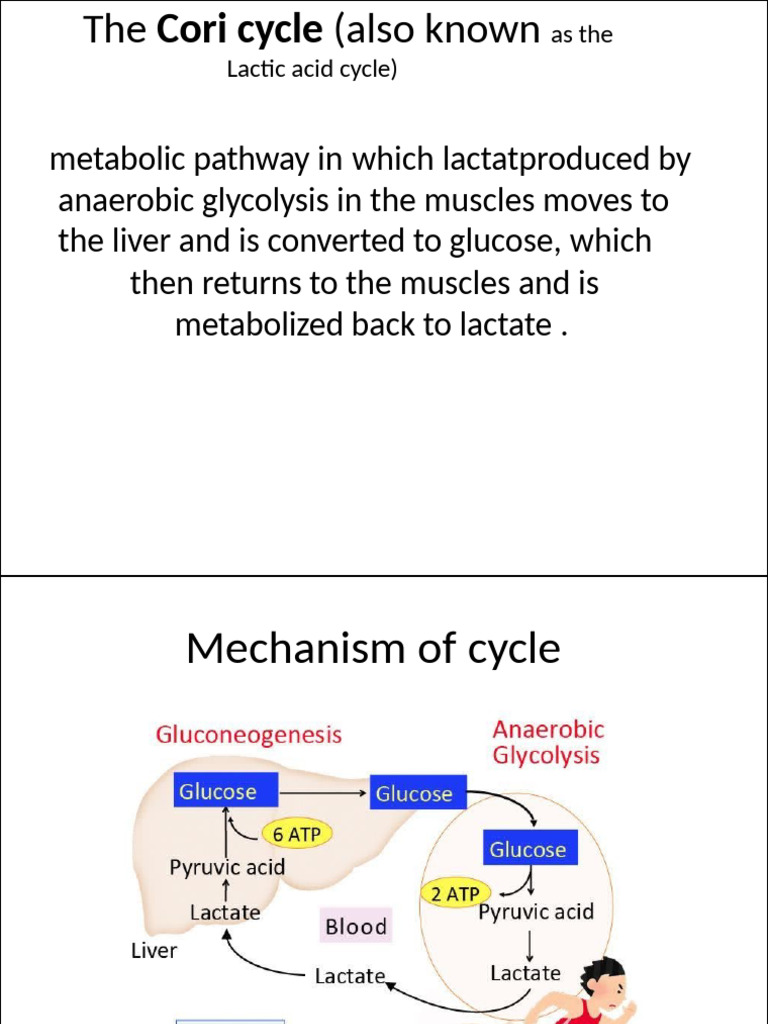 Overview of the Cori Cycle | PDF | Glycolysis | Lactic Acid