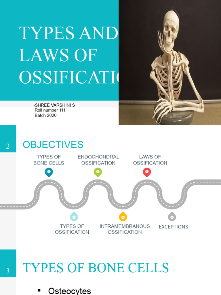 Types and Laws of Ossification Ortho | PDF | Wellness