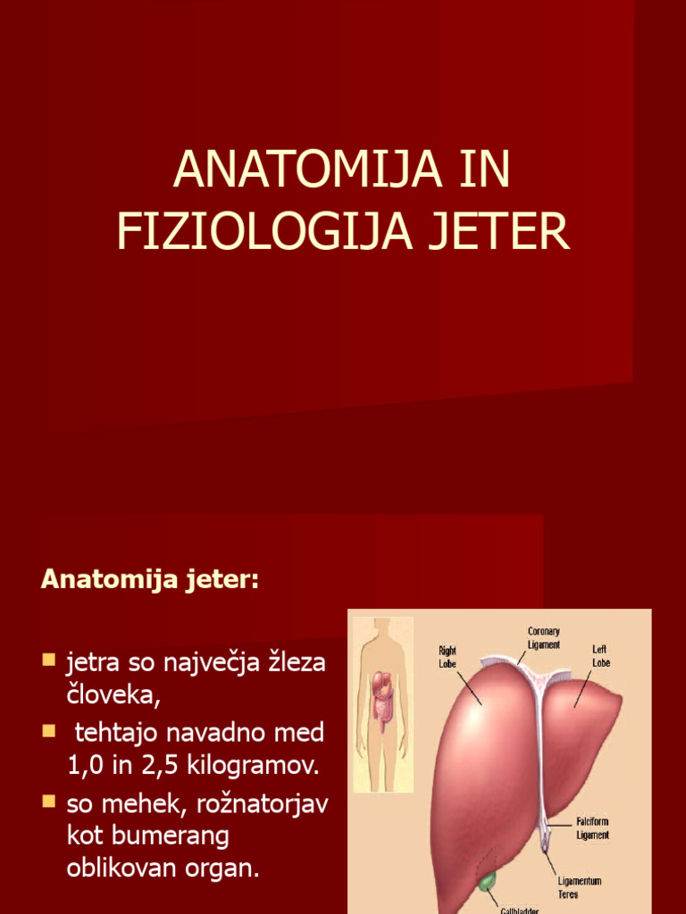 Ana Sno Jetra 01 Anatomija in Fiziologija | PDF