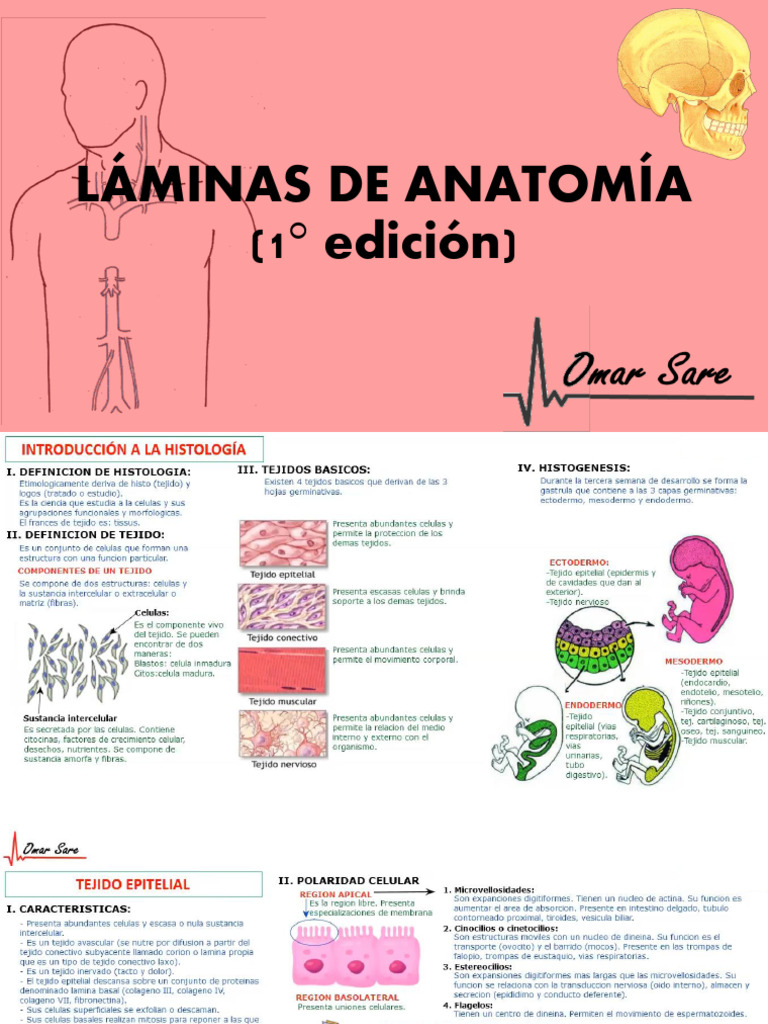 LAMINAS DE ANATOMIA 1° EDICIÓN | PDF