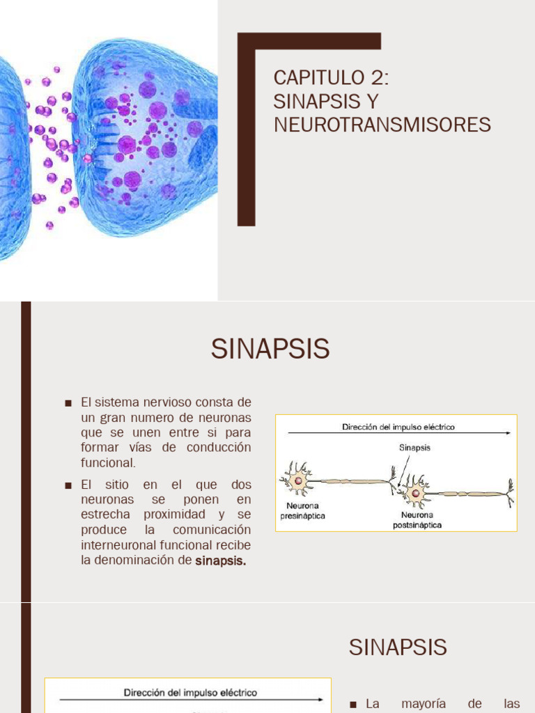 04 - Sinapsis y Neurotransmisores | PDF | Sinapsis | Sinapsis química