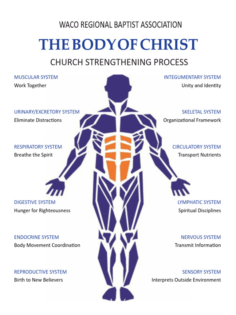 The Body of Christ | PDF | Human Body | Anatomy